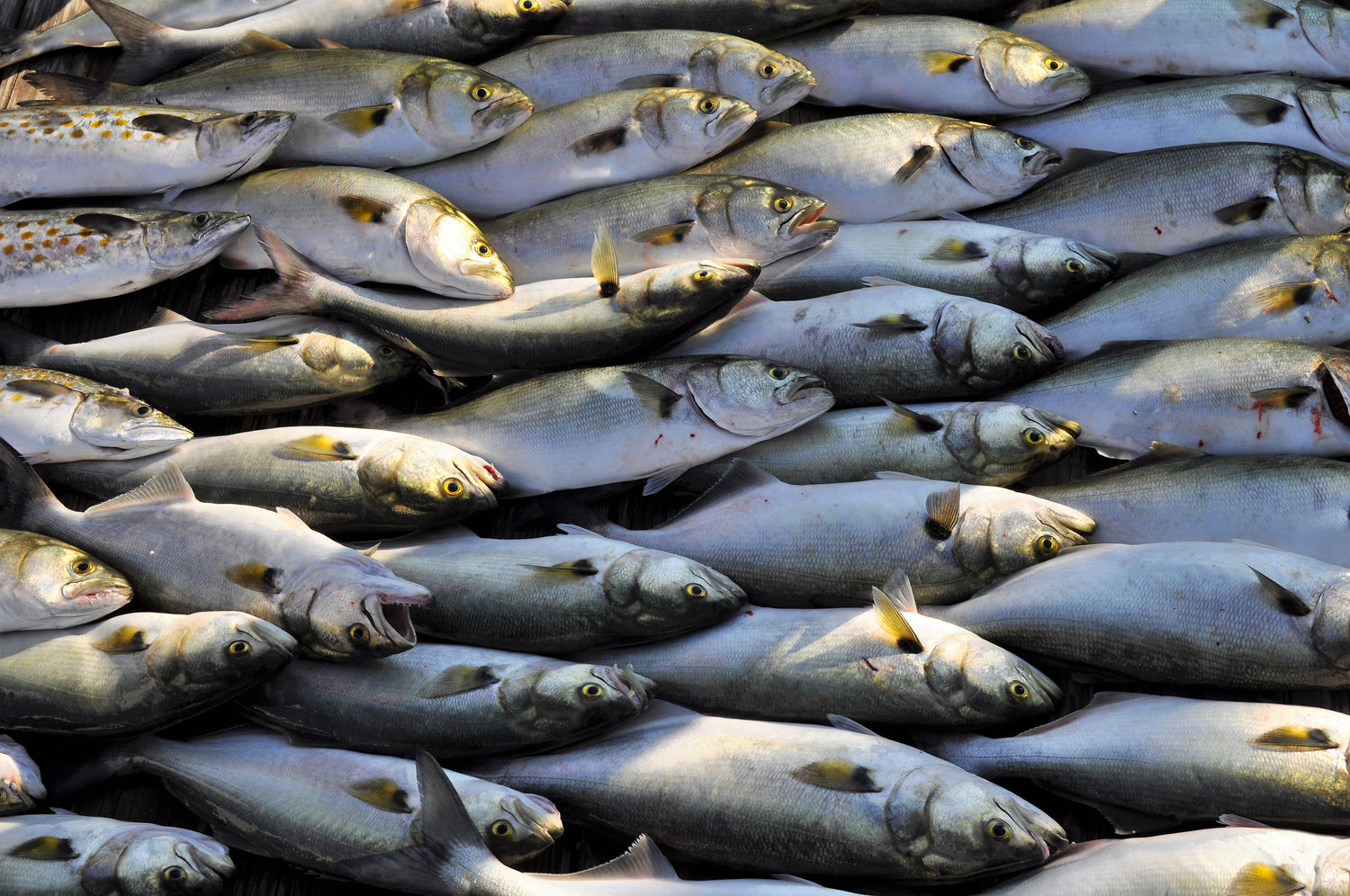 Hooked Highlights – Spoonbrella Rigs